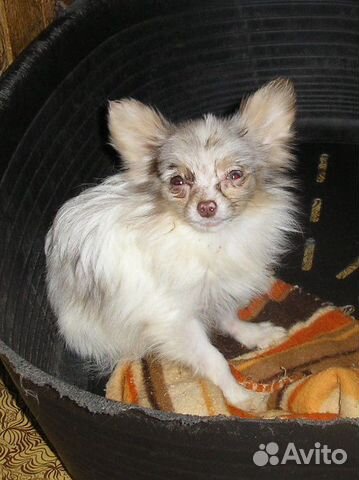 Чихуахуа щенки и подростки