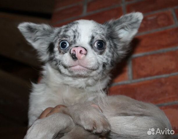 Лексус - чихуахуа Вашей мечты