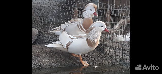 Утки Декоративные