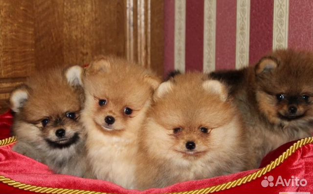 Померанский Шпиц Рыжие