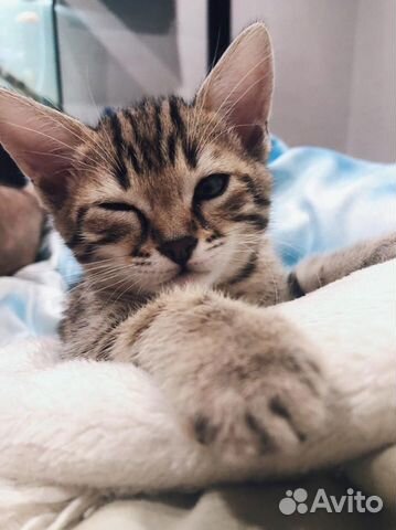 Котята Бенгалы