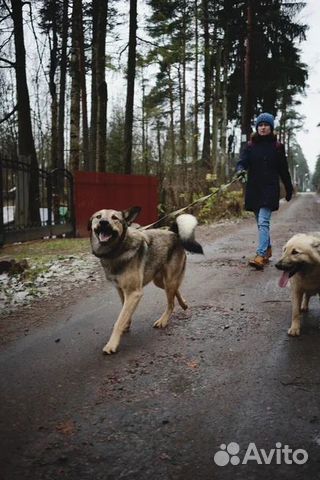 Воспитанный и умный молодой пёс