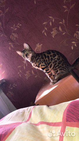 Бенгальская