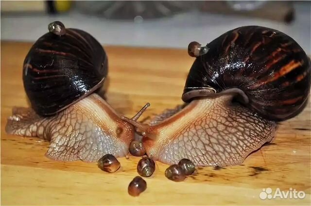 Улитки и улитята Ахатины