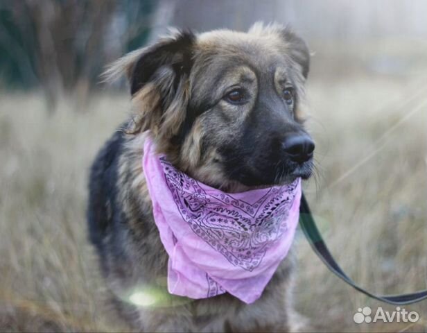 Собака Шерри ищет дом