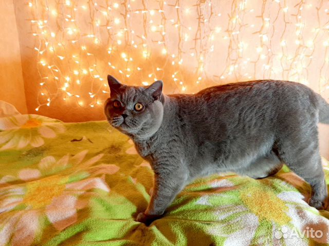 Вязка с Британцем