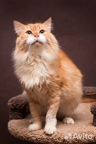 В добрые руки в дар Эрнест Михайлович Дед