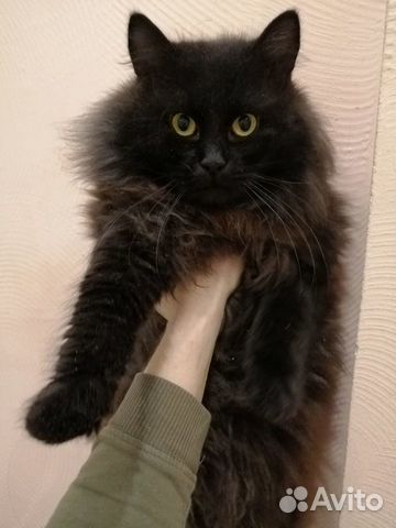Шикарный котик в добрые руки