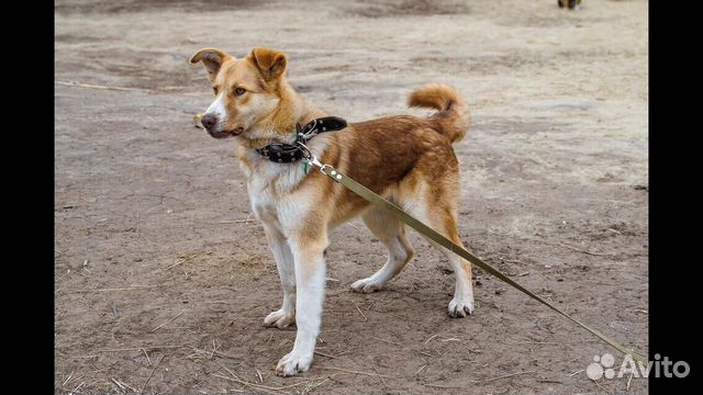 Сема Собака с янтарными глазами