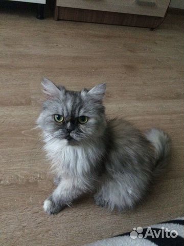 Персидская кошка