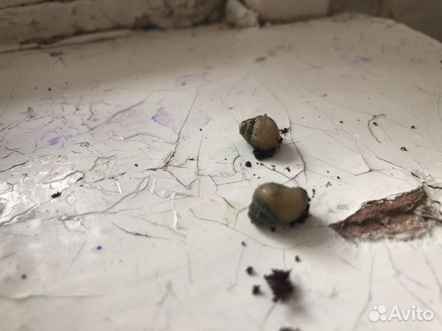 Улитки ахатинки