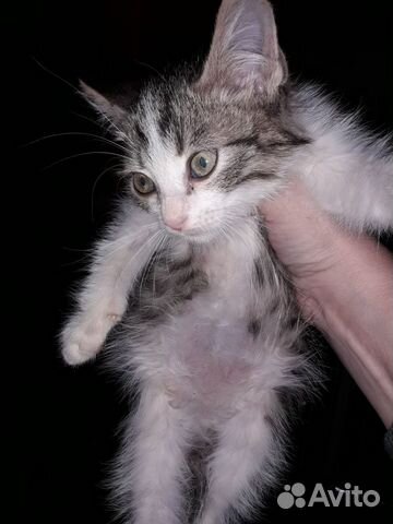 Пушистик,1,5 мес,ищем дом