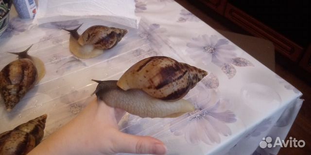Улитки Ахатины
