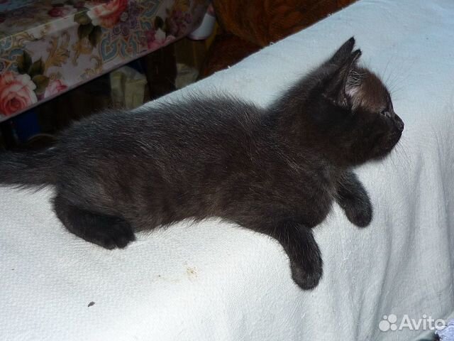 Чёрный кот приносит богатство