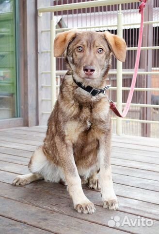 Собака в добрые руки