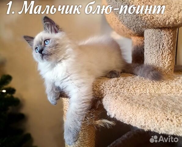 Невские маскарадные котята