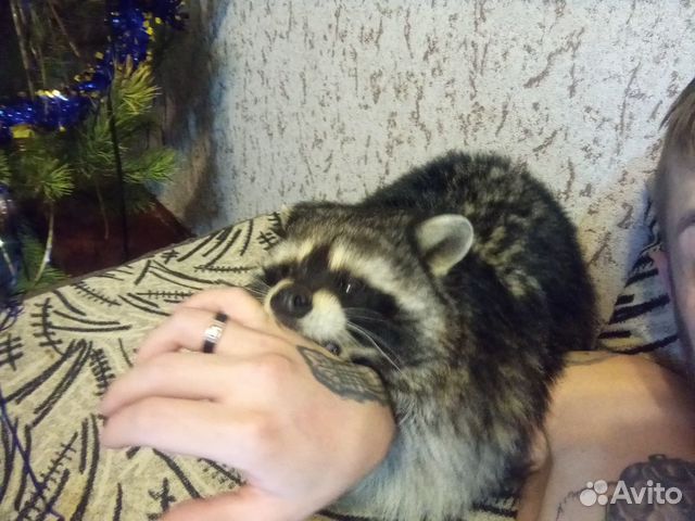 Енот вязка