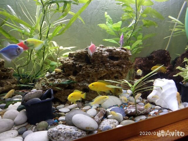 Лабидохромис Еллоу (лимонный)