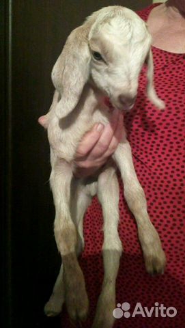 Козлик и козочка,Англо-нубийские