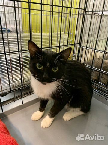 Особенный котик Марсель