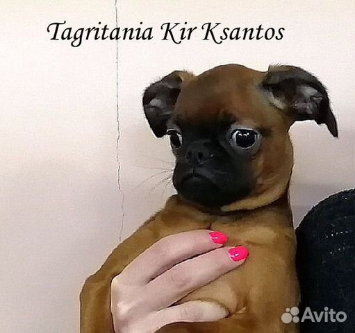 Очаровательные щеночки пти-брабансона