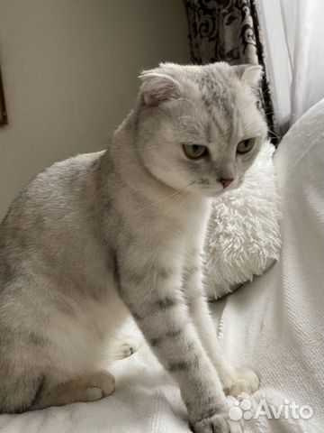 Шотландская