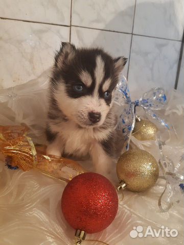 Сибирский хаски