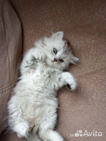 Персидская