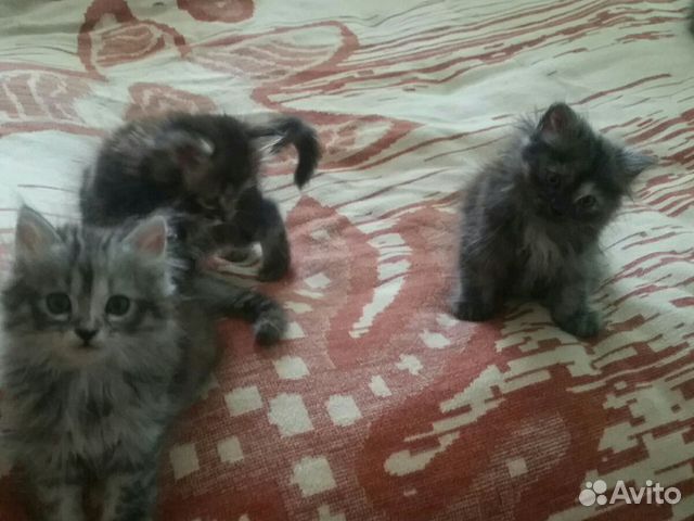 Три пушистые сибирские кошечки