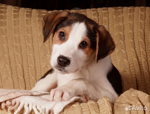 Обаяшка Купер щенок в добрые руки