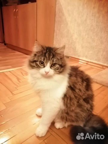 Котик сказочной красоты