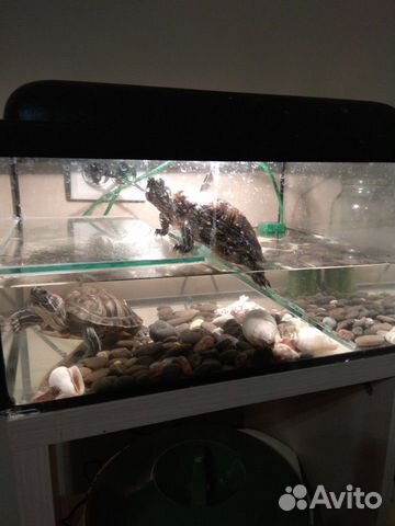 Черепахи с аквариумом