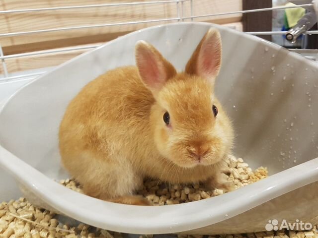 Кролик (девочка) карликовый цветной с клеткой