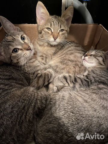 Котята девочки 2мес в добрые руки