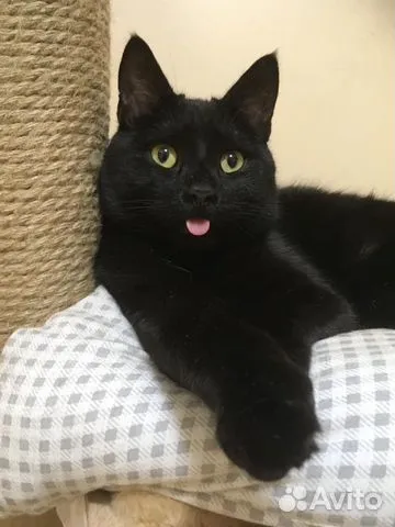 Кошка