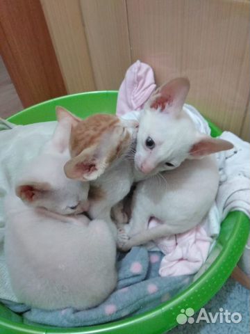 Котята корниш-рекс