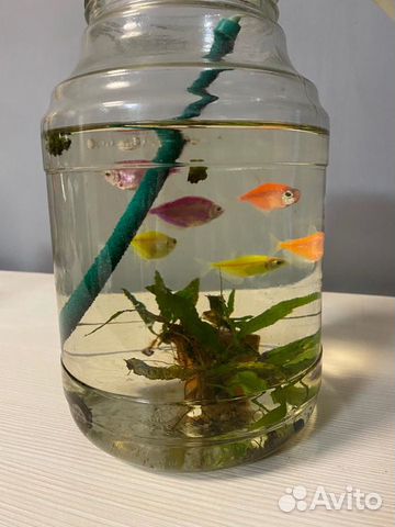 Рыбки, сомик