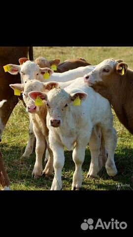Продаётся бычок