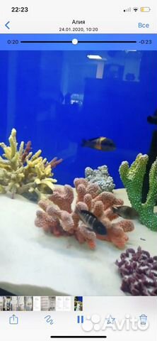 Трофеусы бемба