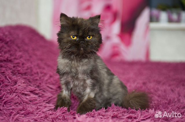 Кошка перс в добрые руки