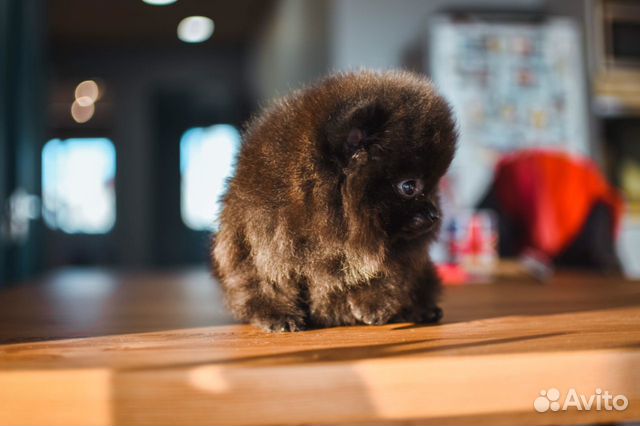 Очень маленькая девочка шпица (померанец)