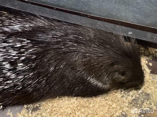 Дикобраз