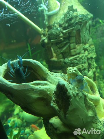 Мраморный рак