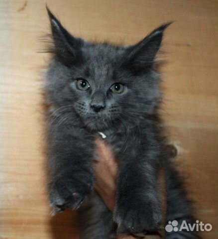 Голубой дым мейн кун котята(Химки, Зеленоград)