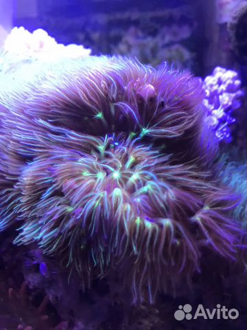 Продажа морских обитателей