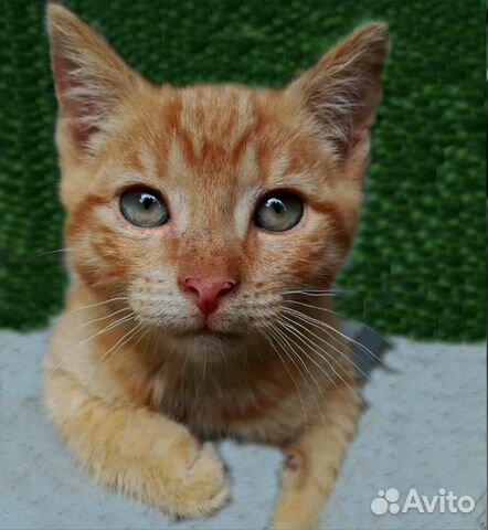 Рыжий котенок подросток в дар