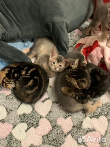 Абиссинские котята