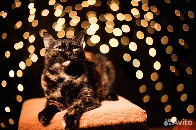 Кошка Эстер