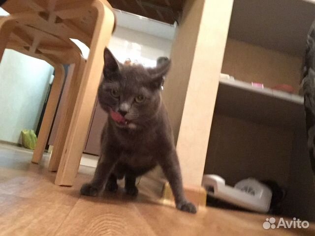 Кот Коржик (ласковый)