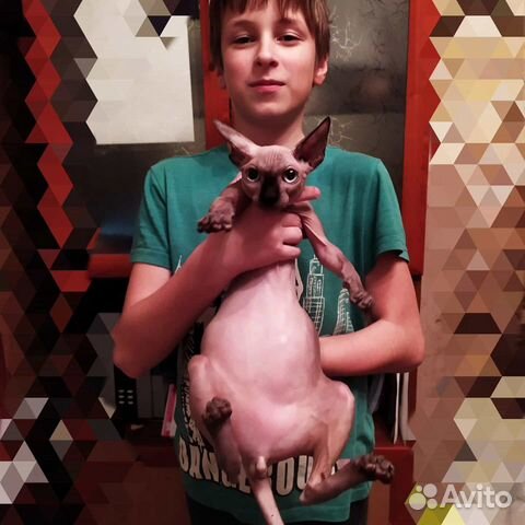 Котята #канадские #сфинксы питомник Pansies sasas